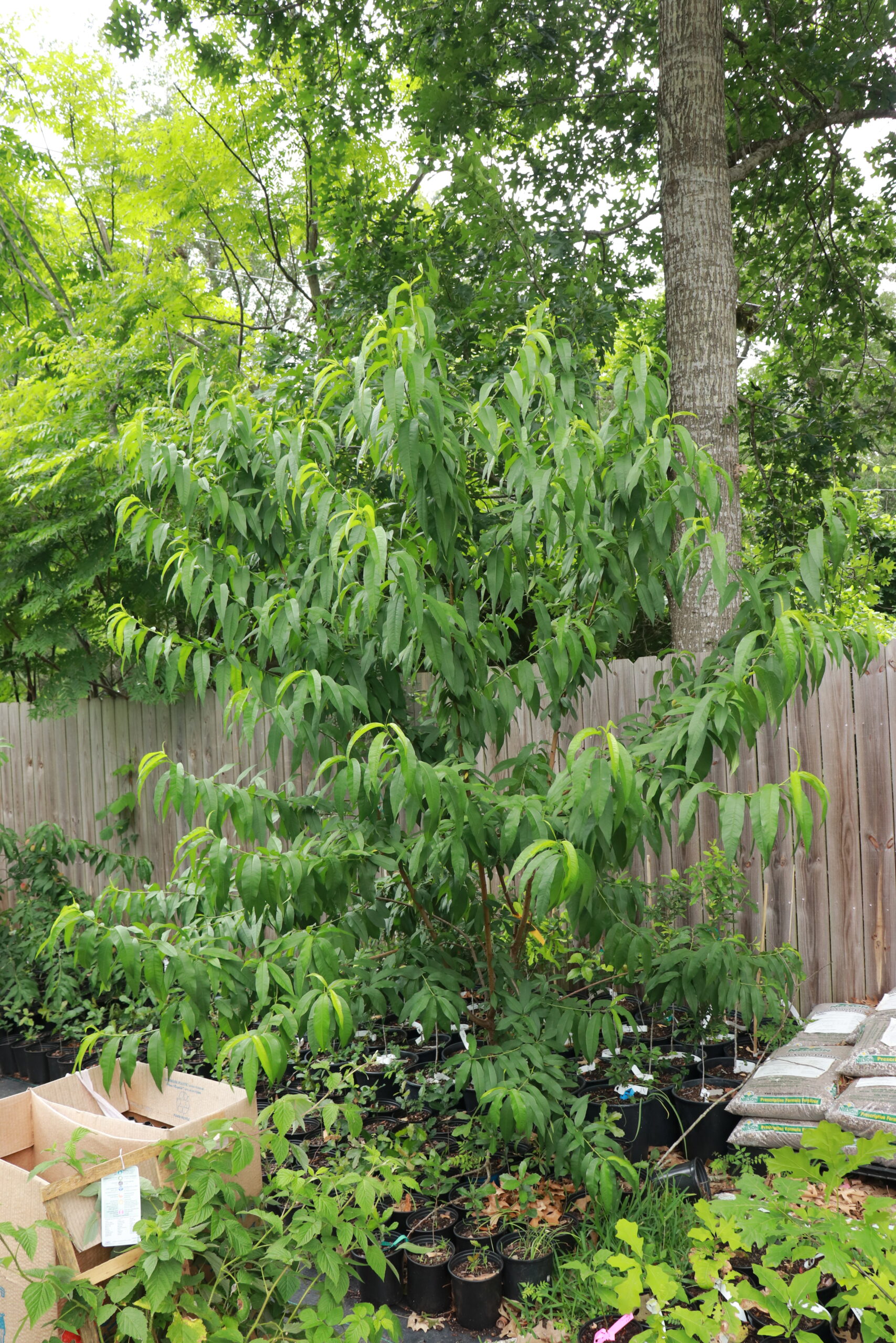 “Tropic Snow” Peach Tree – R. Perry Farms LLC